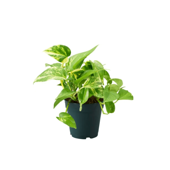 Striped Pothos ('N'Joy') Plant - Shop Now