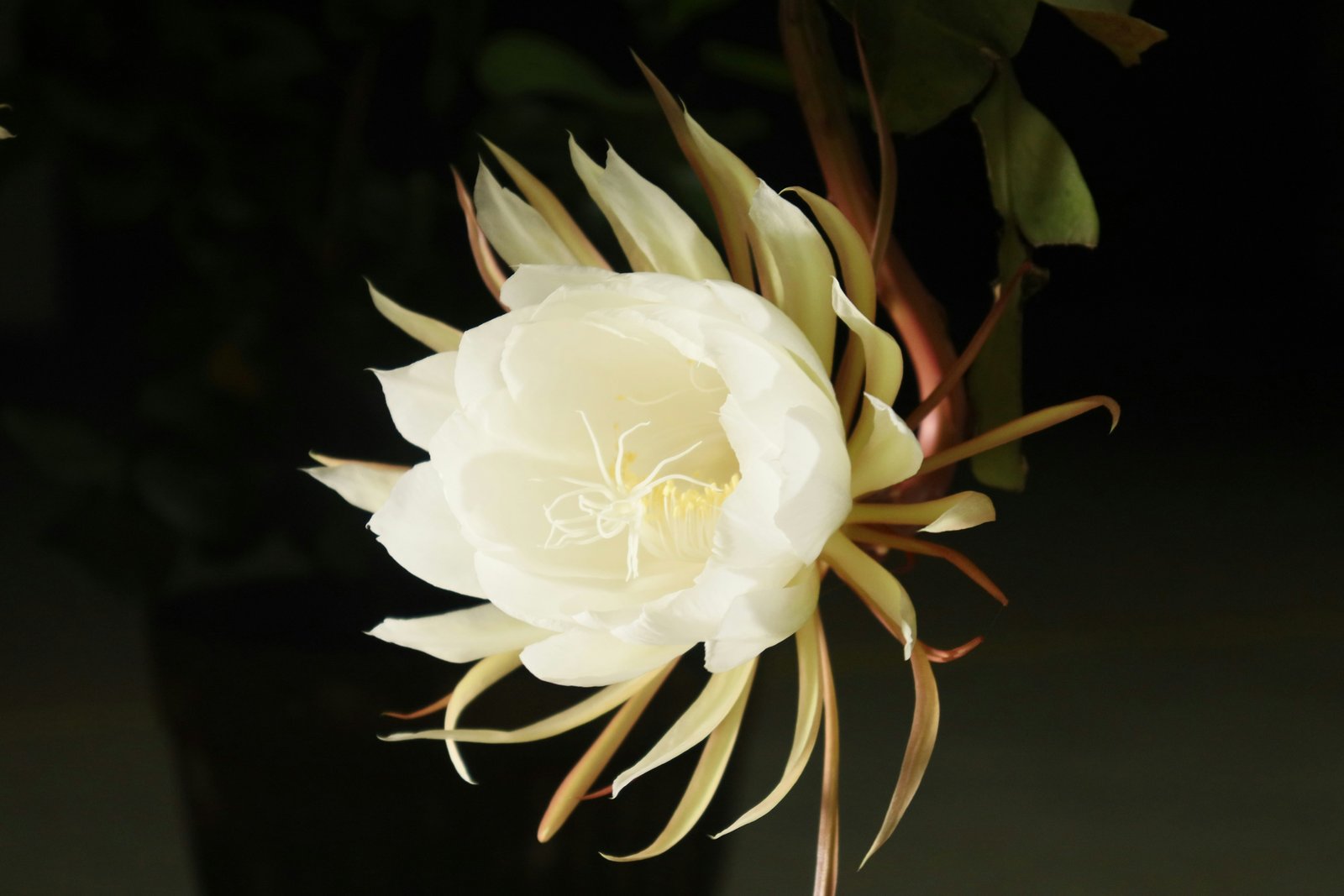 Brahma Kamal Plant - History, Significance & Care - HariDukaan